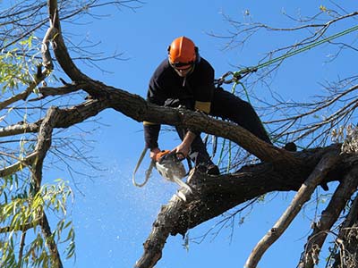 Tree Trimming Tulsa | Rickert Landscaping & Tree Service